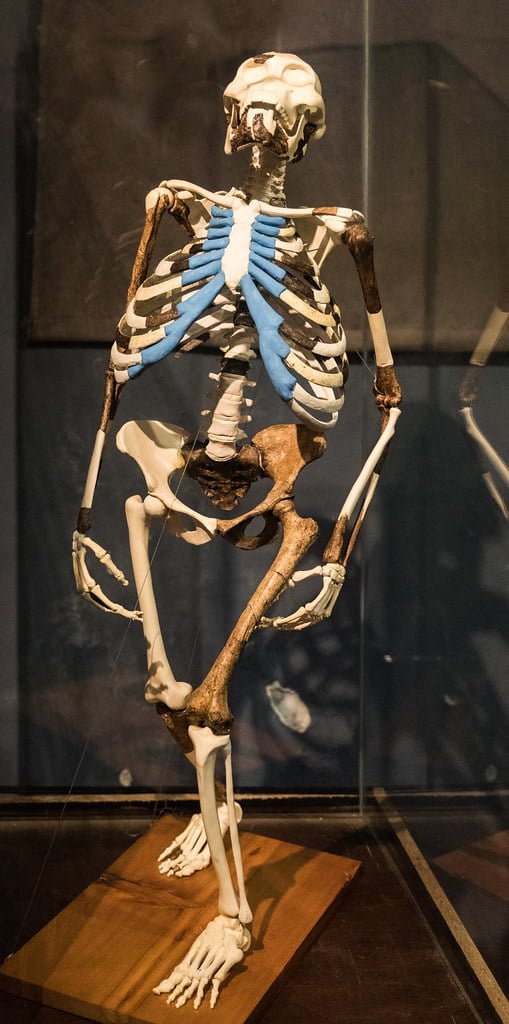 Lucy Ethiopia - A Concise Story of the Absurd the 1st human